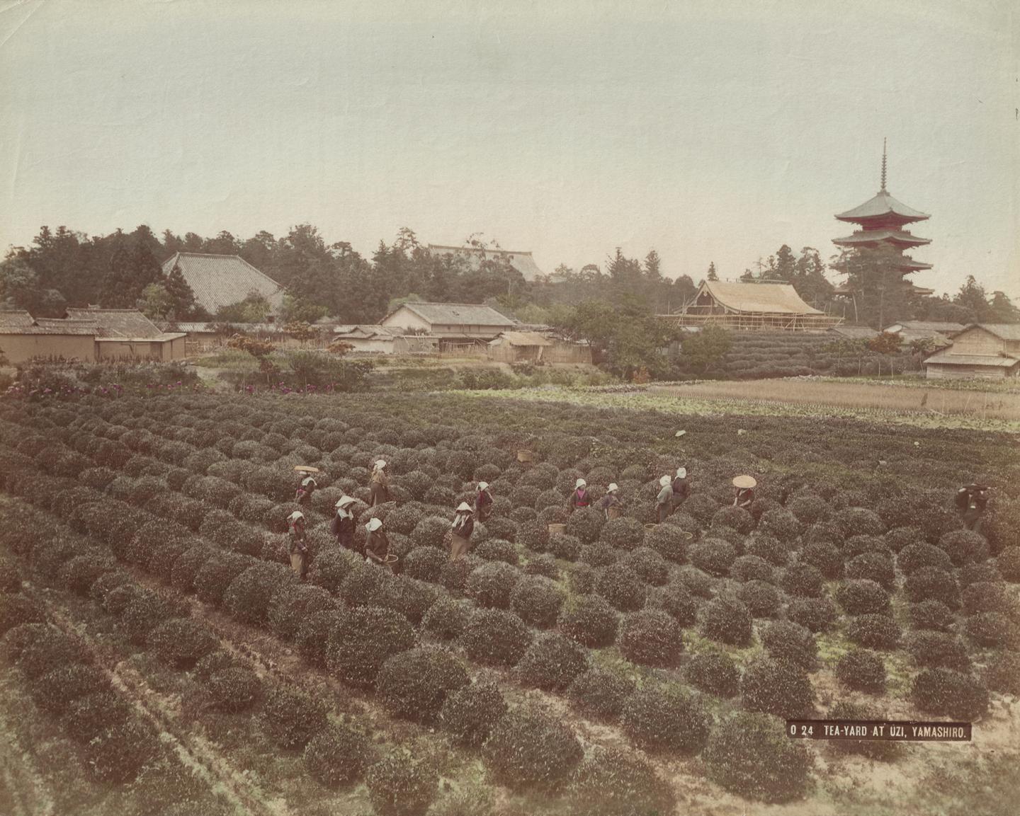 Champs de thè à Uzi, Yamashiro – Galerie Hioco